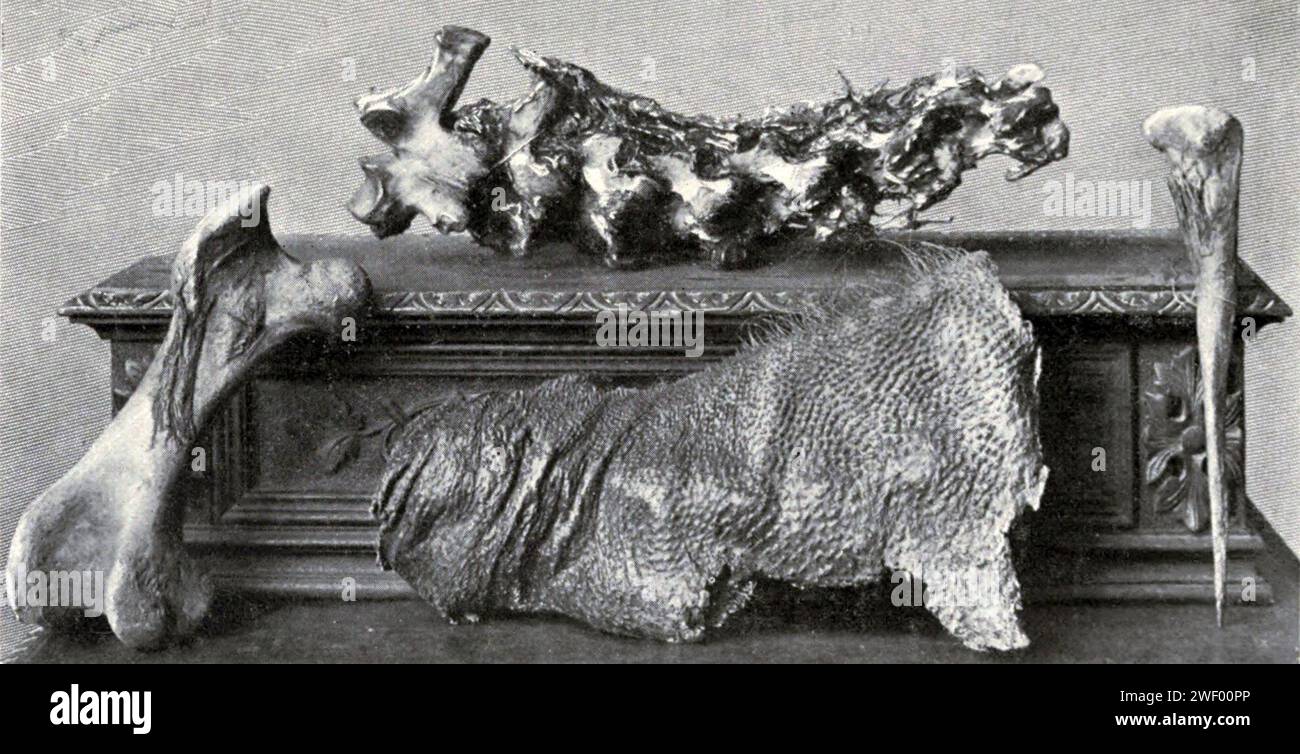Animals of the past Stock Photo - Alamy