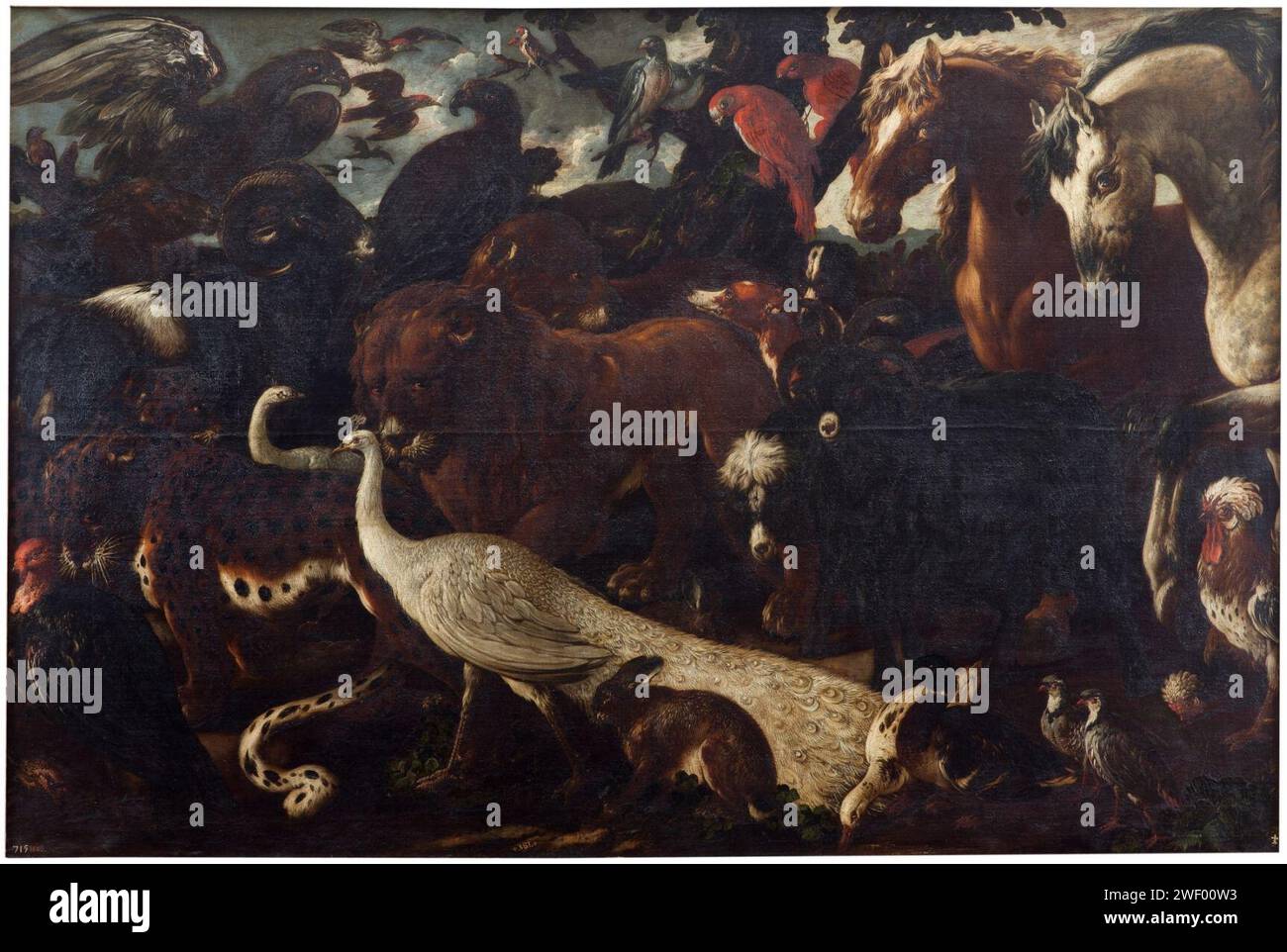 Animales animales Cut Out Stock Images & Pictures - Alamy