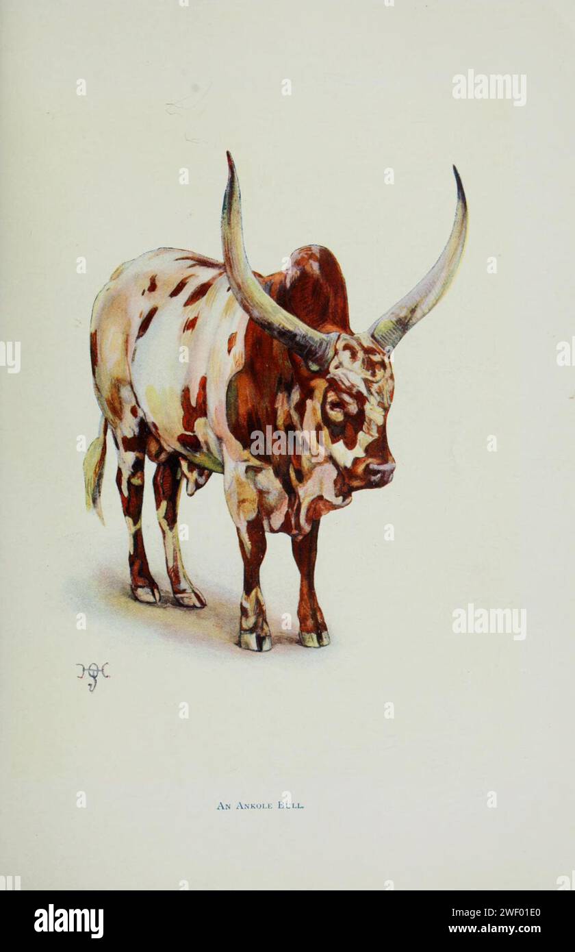 Ankole bull hi-res stock photography and images - Alamy
