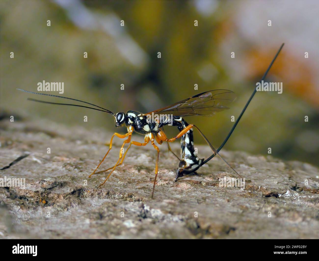 Sabre wasp Rhyssa persuasoria boring through timber to reach wood-wasp ...
