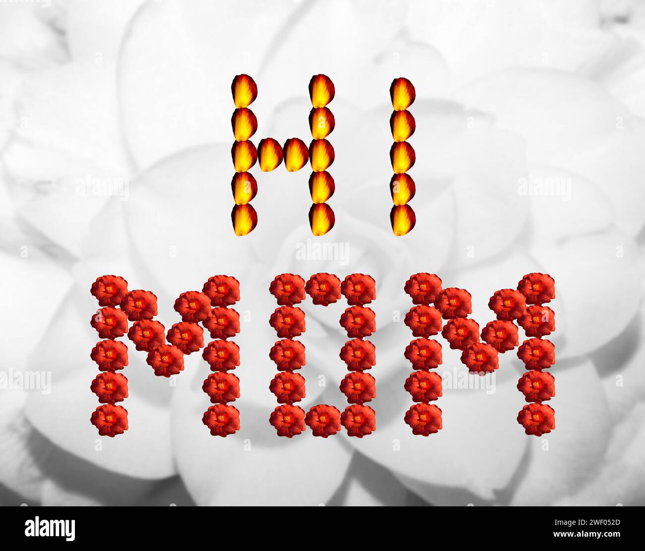 HI MOM in flora still life colorful concept expressing a greeting ...