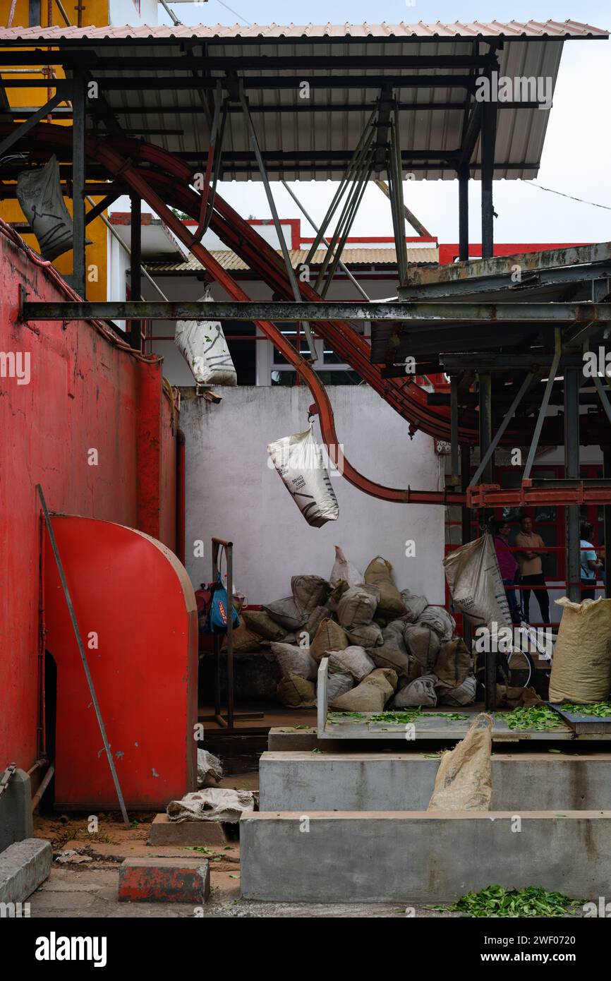 Tea factory africa conveyor hi-res stock photography and images - Alamy