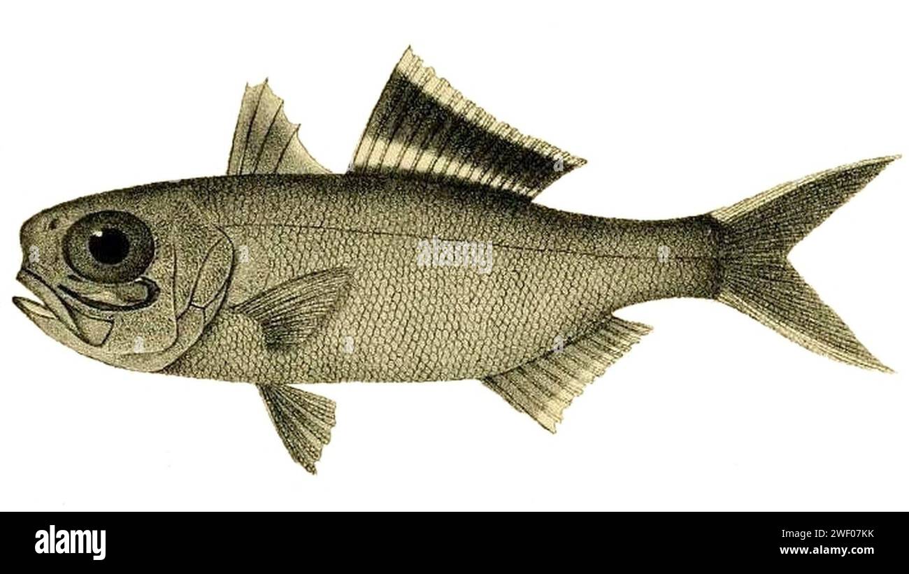 Anomalops katoptron hi-res stock photography and images - Alamy