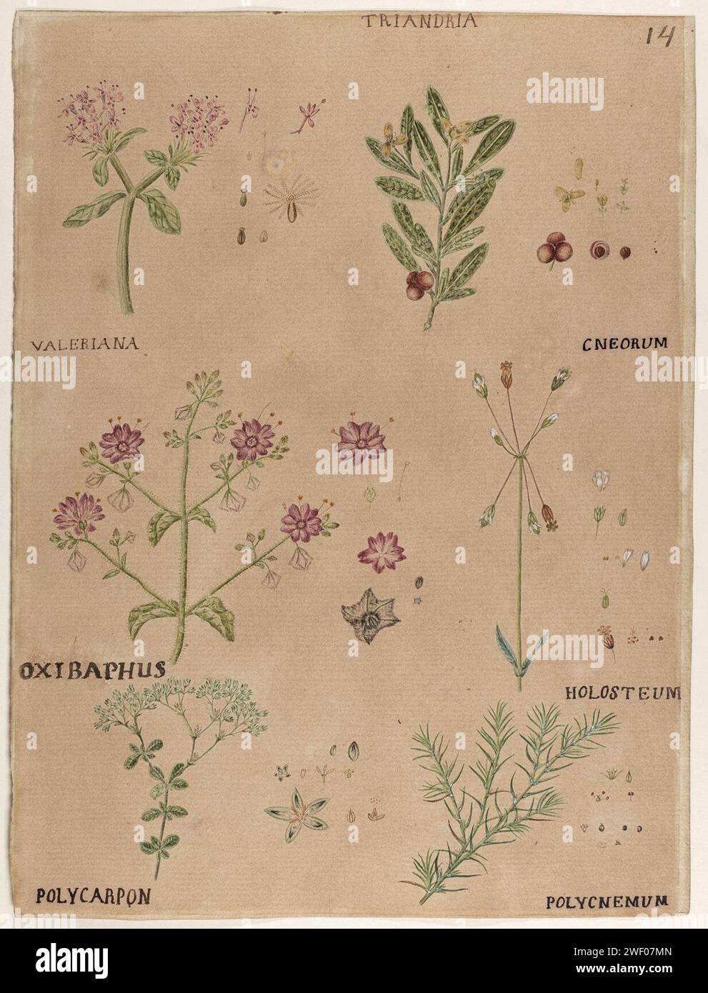 Vintage botanical studies hi-res stock photography and images - Alamy