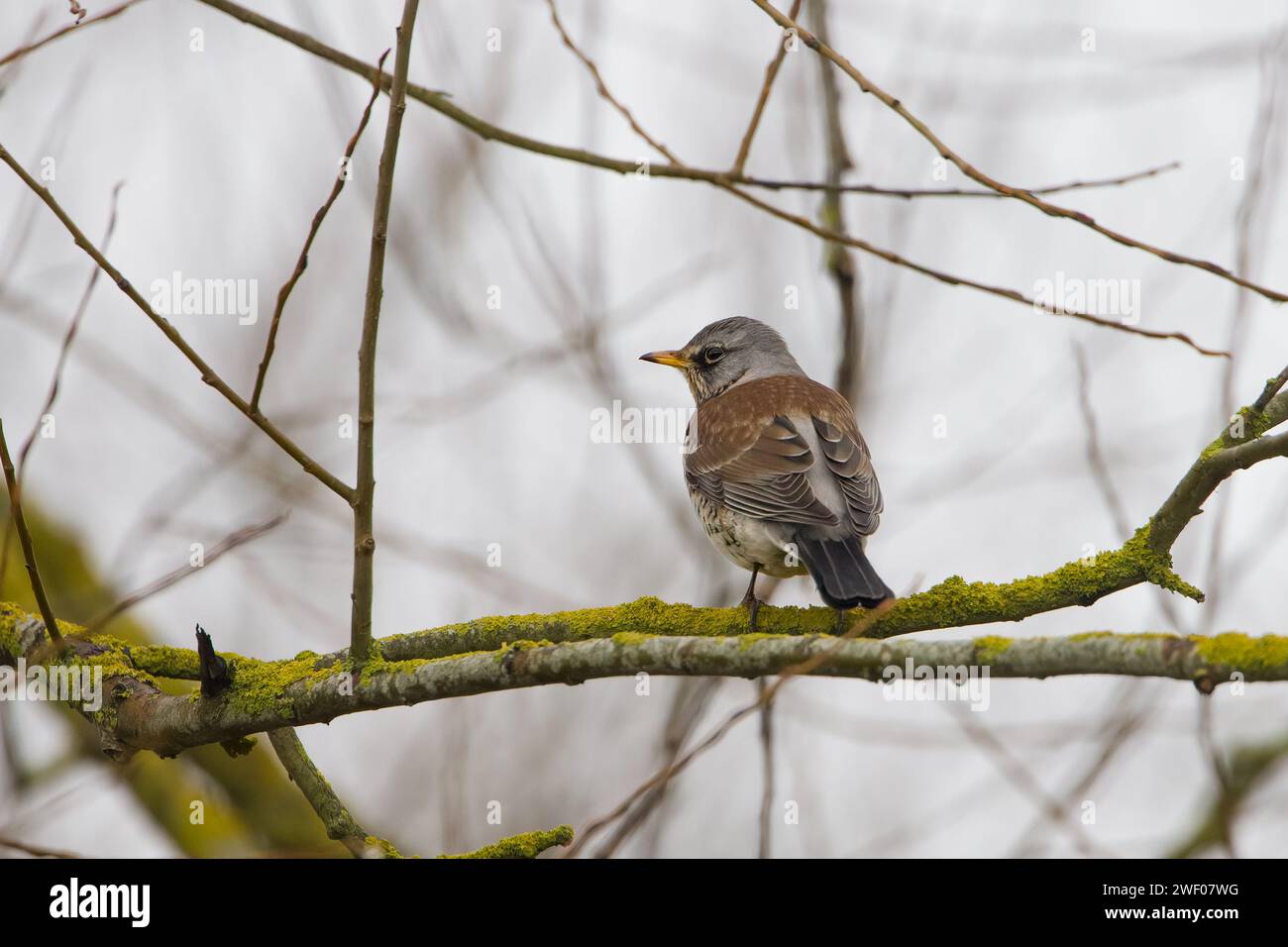 Bird fieldfare hi-res stock photography and images - Alamy