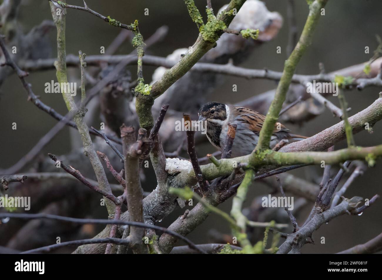 Common Reed Bunting Stock Photo - Alamy