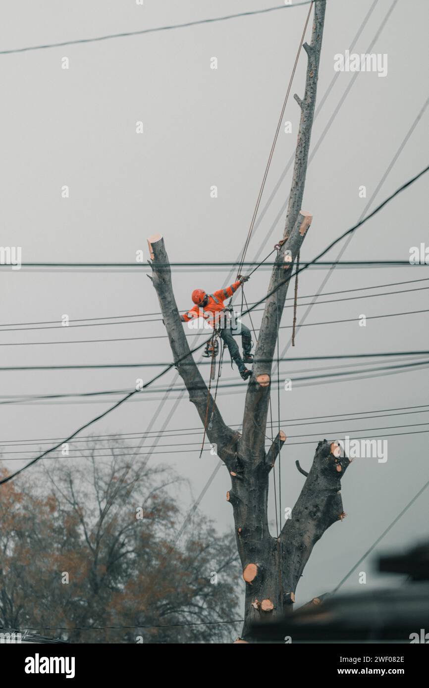 Tree cutter working in a tree Stock Photo - Alamy