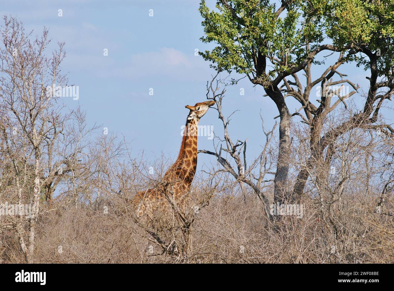 A high reach! Stock Photo - Alamy
