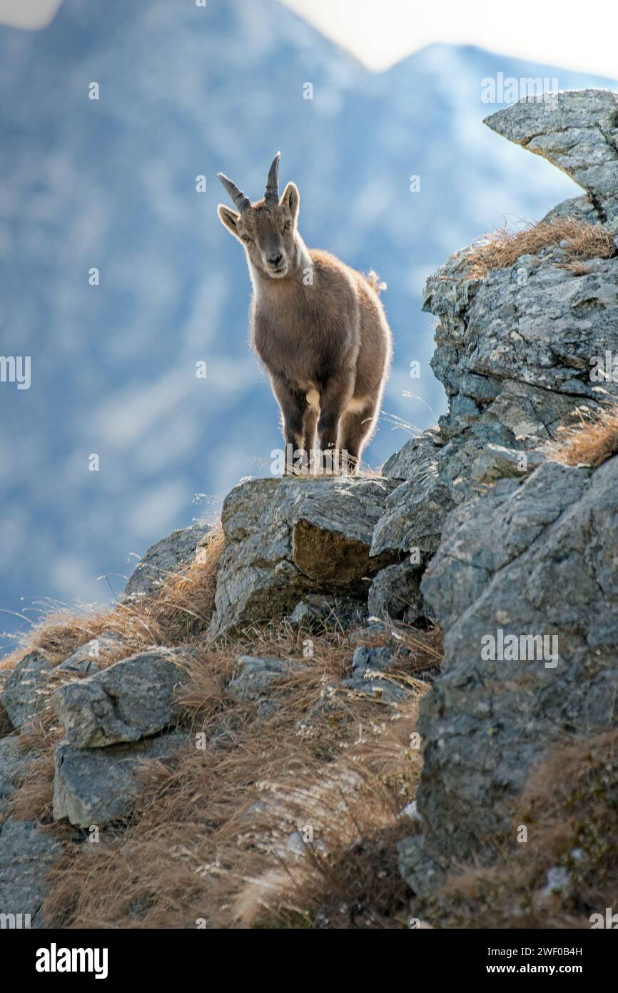 Female alpine ibex (Capra ibex) standing on rocks in its typical ...