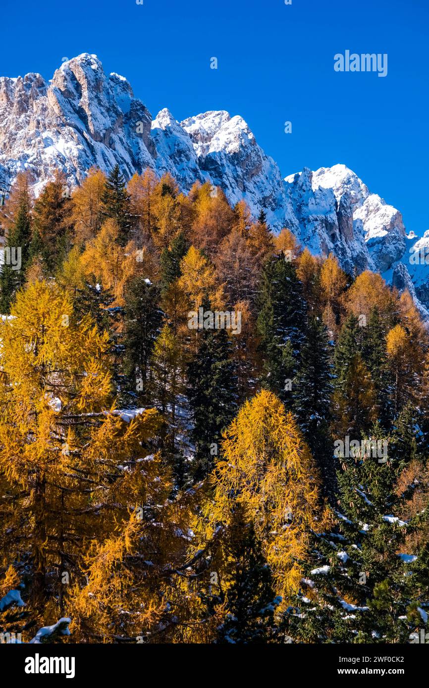 Yellow larch trees, summits and rock cliffs of I Mugoni of the mountain ...