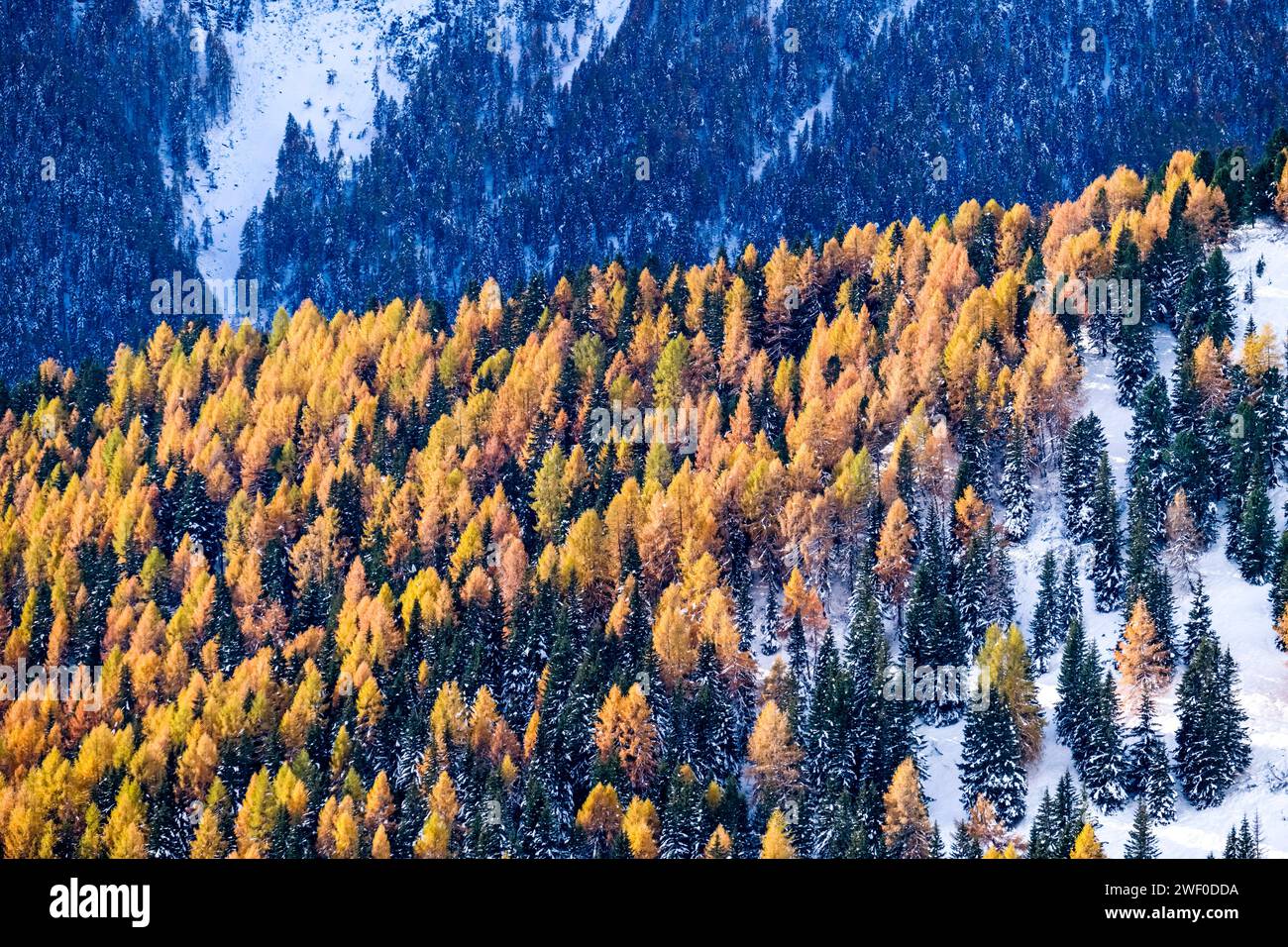 Pine and yellow larch trees growing on hilly slopes of Passo Sella pass ...