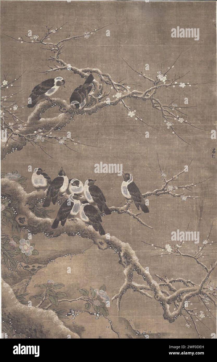 Collared crows hi-res stock photography and images - Alamy