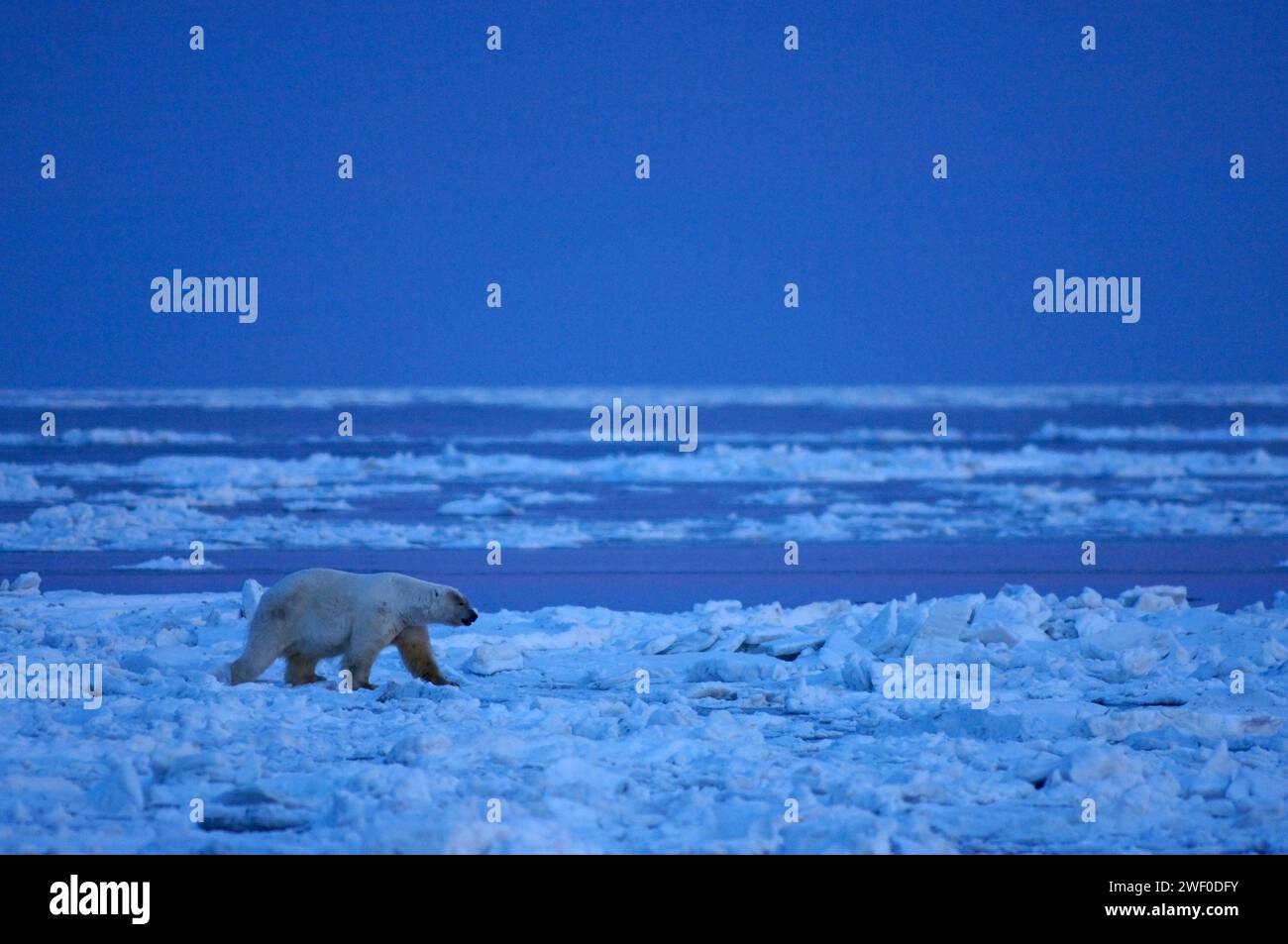 polar bear, Ursus maritimus, in rough ice during fall pile up, 1002 ...