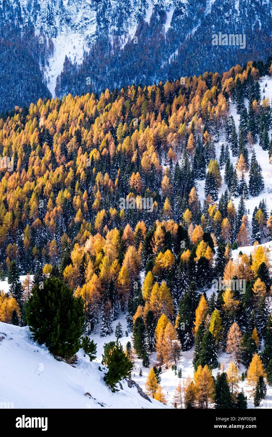 Pine and yellow larch trees growing on hilly slopes of Passo Sella pass ...