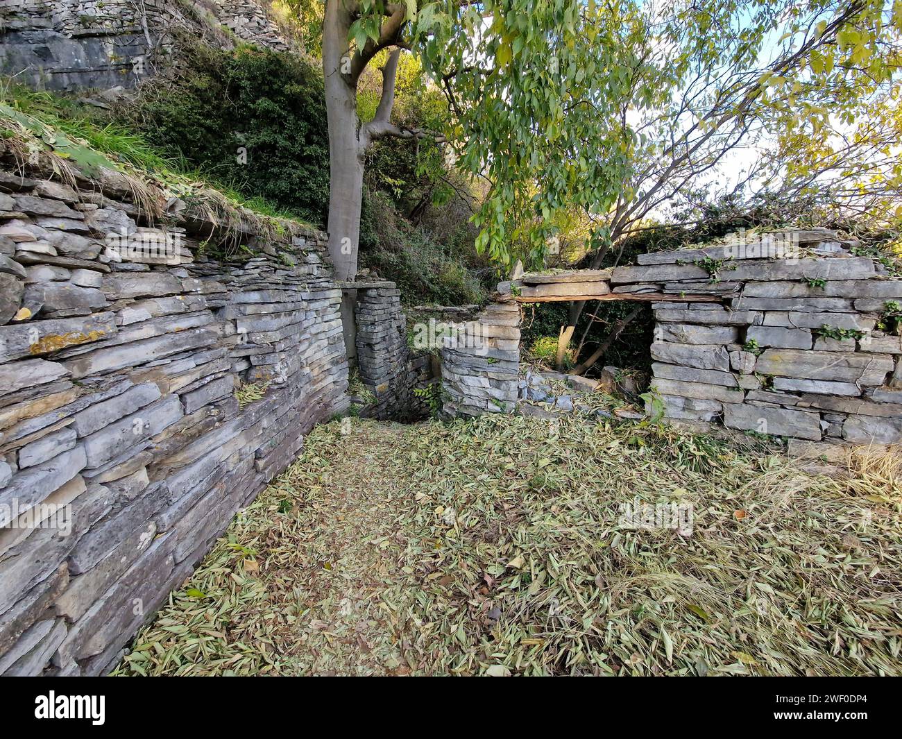 Stone wall and tree hi-res stock photography and images - Alamy