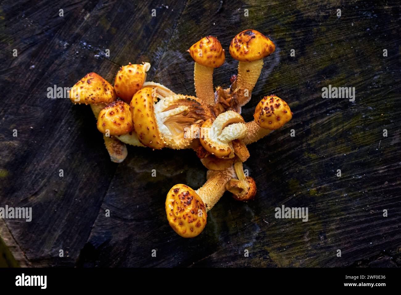 Cluster of Golden pholiota ( Pholiota aurivella ). Mushrooms grow on a ...