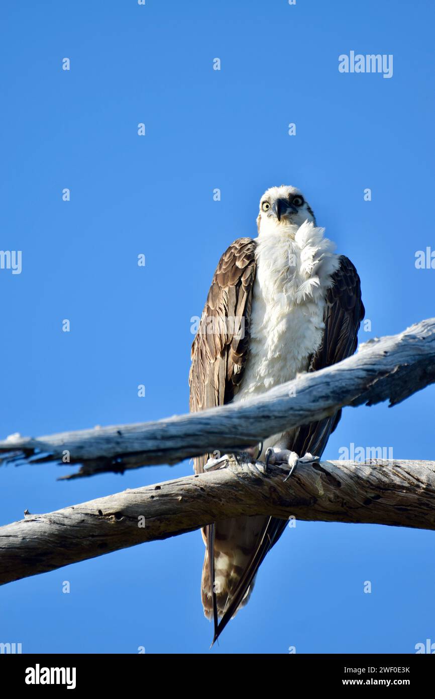 Close up sea hawk hi-res stock photography and images - Alamy