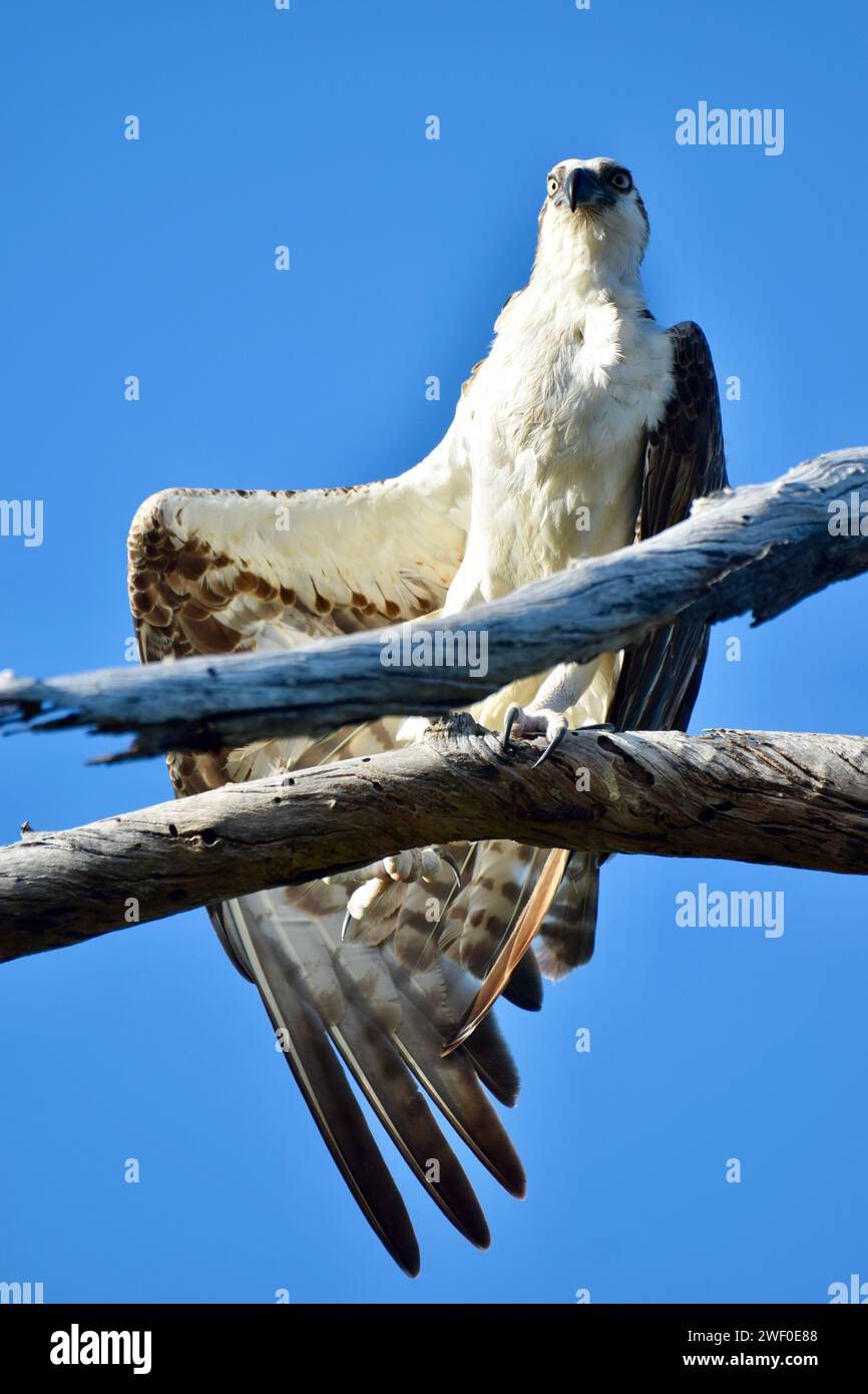 A lone Osprey (Pandion haliaetus), also called sea hawk, river hawk, or ...