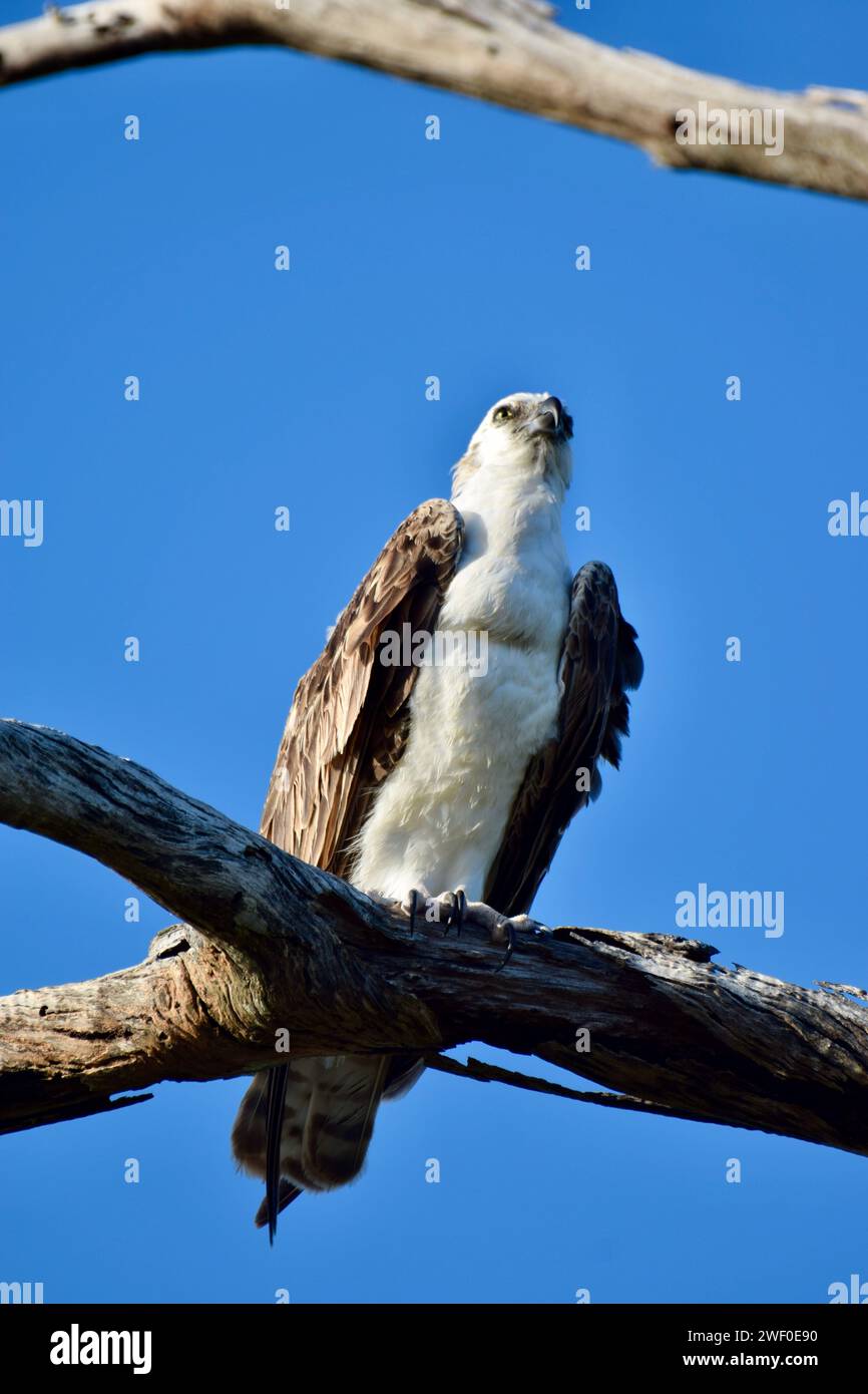 A lone Osprey (Pandion haliaetus), also called sea hawk, river hawk, or ...