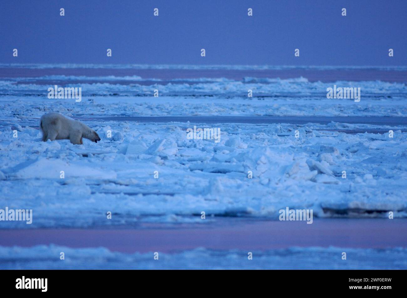 polar bear, Ursus maritimus, in rough ice during fall pile up, 1002 ...