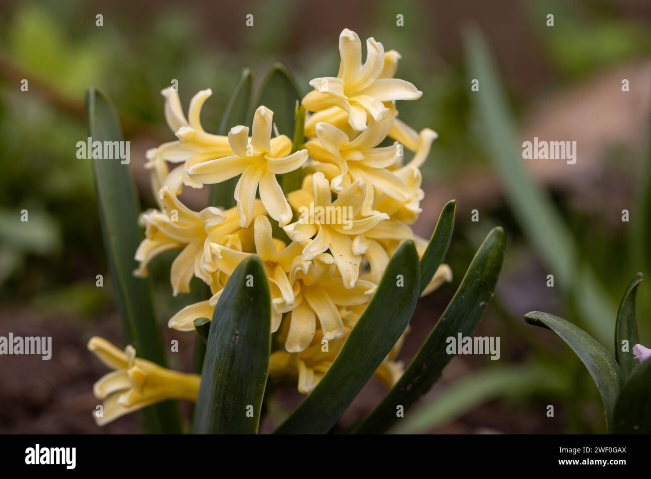 yellow hyacinth growing in the garden Stock Photo - Alamy