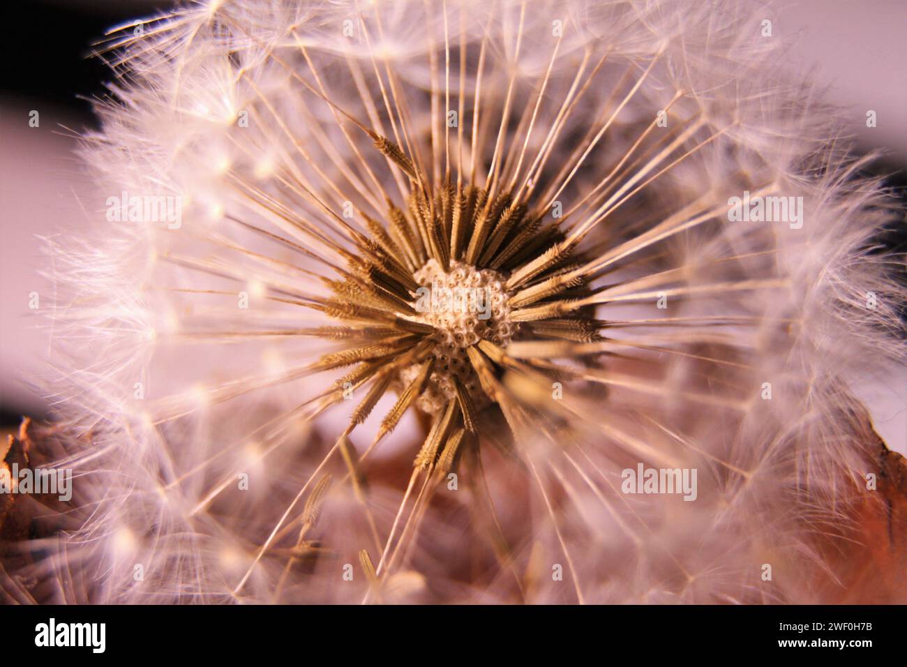 Airborne seeds hi-res stock photography and images - Alamy