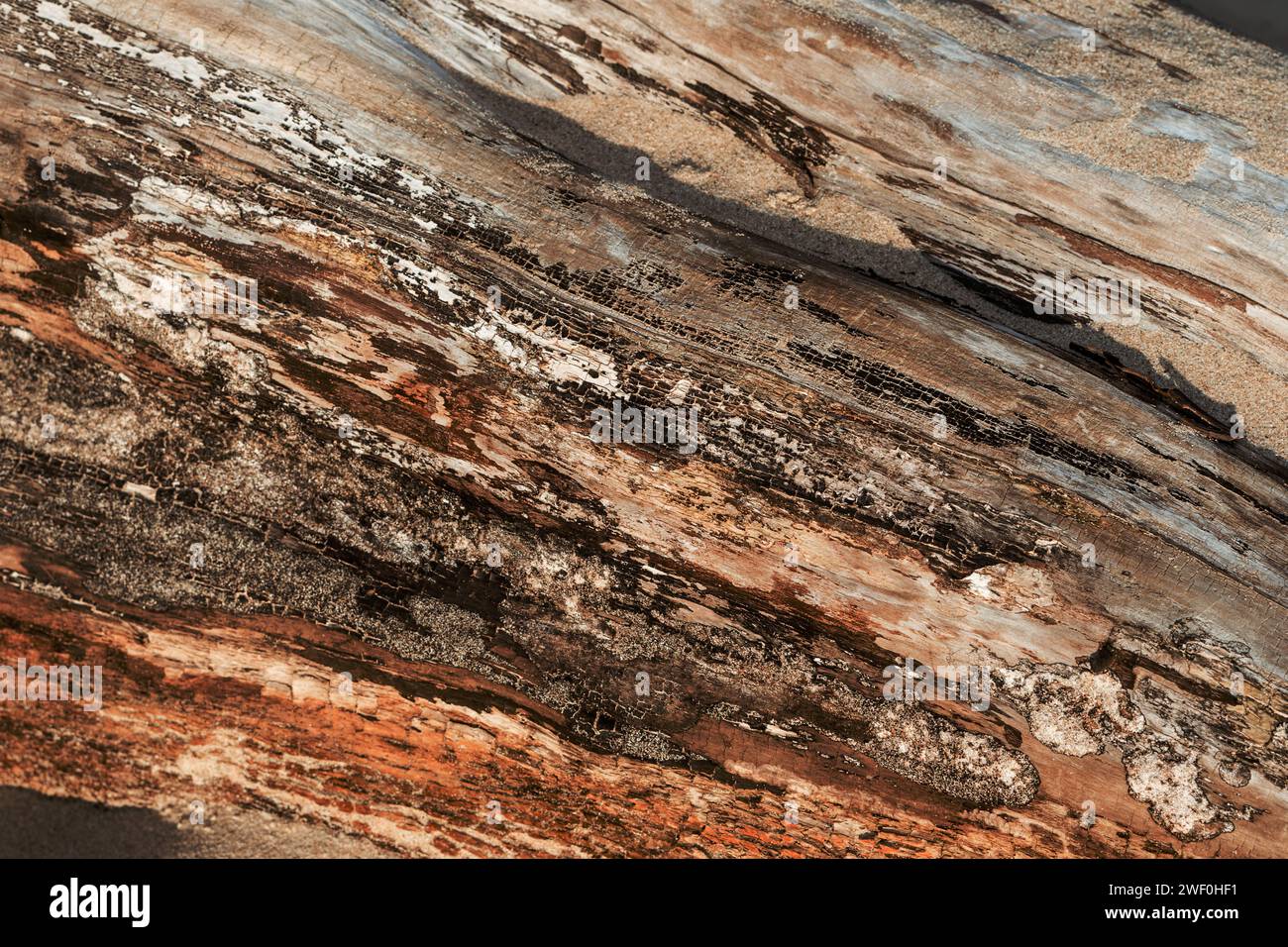 Close-up of a dry tree bark texture on the beach Stock Photo - Alamy