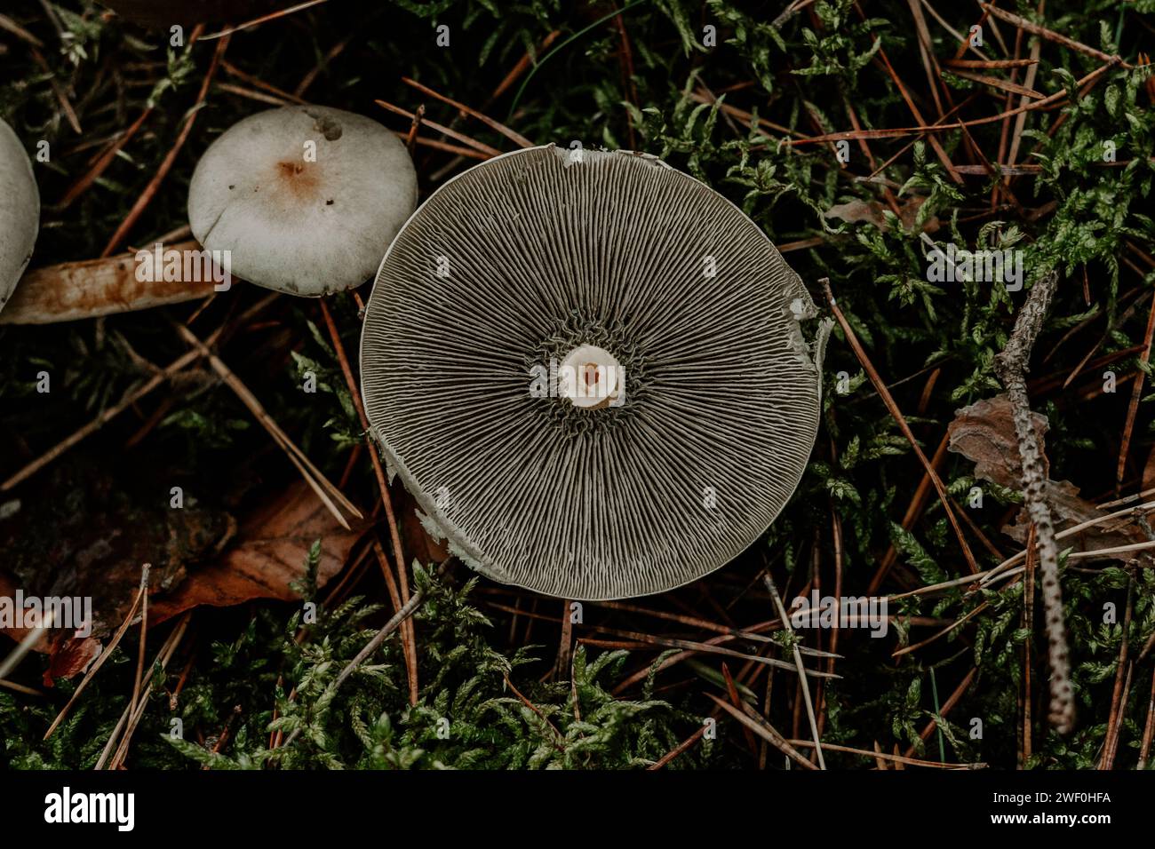Mushroom patterns hi-res stock photography and images - Alamy