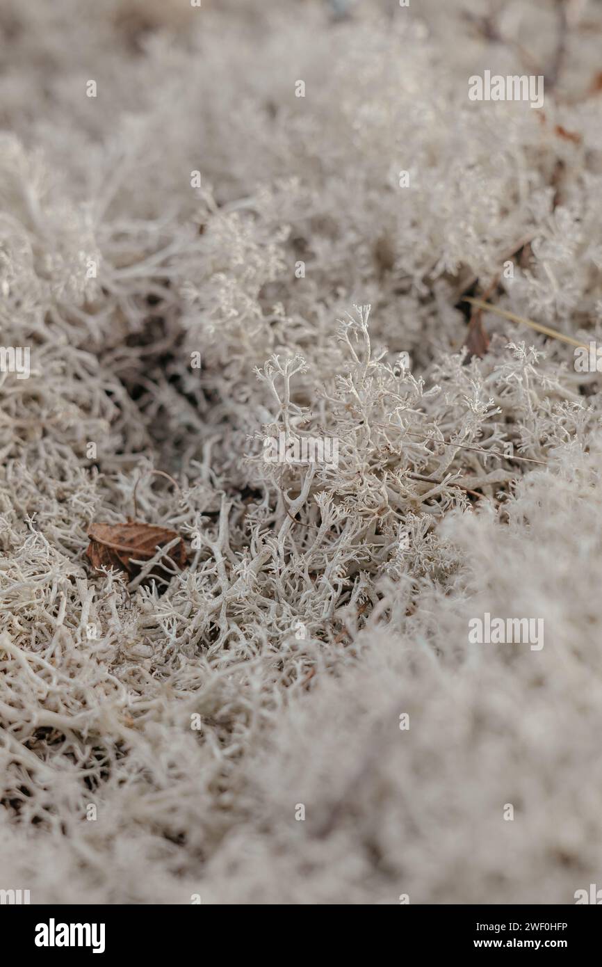 White moss lichen close-up, Baltic sea area Stock Photo - Alamy