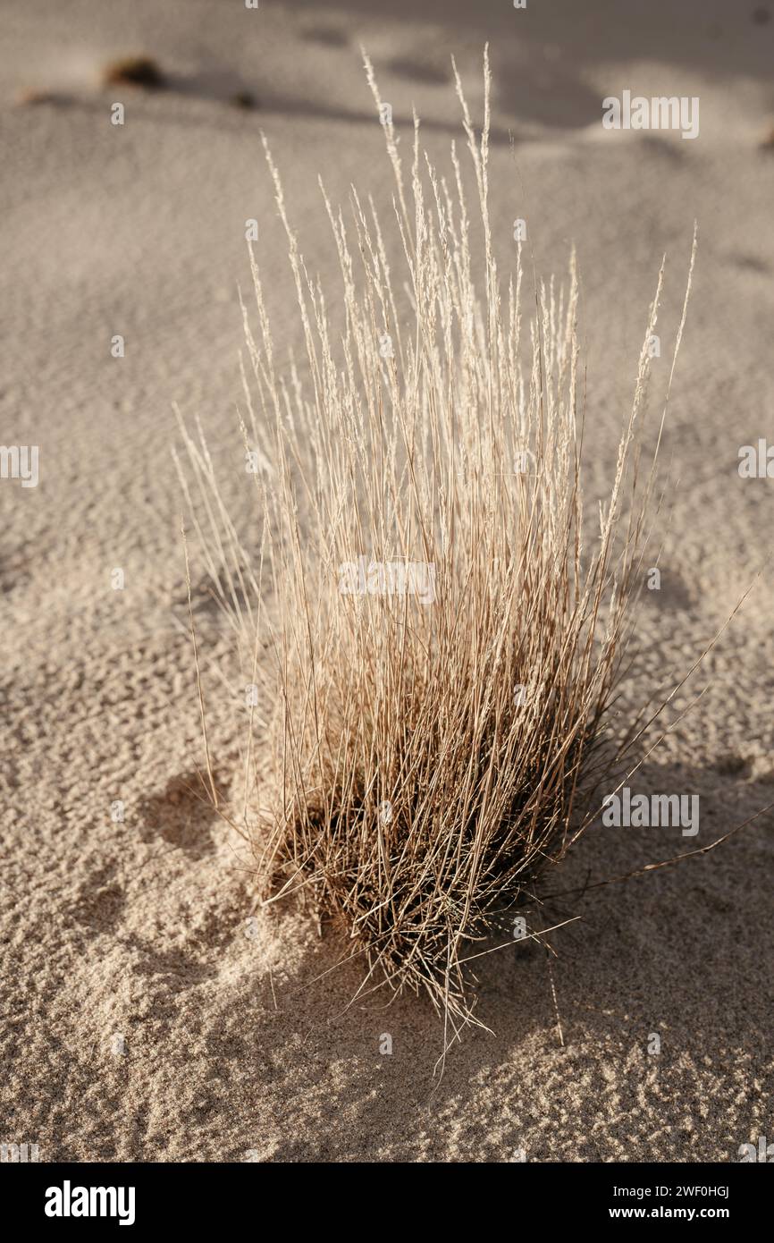 Dry grass in a sand on the beach, beige aesthetics Stock Photo - Alamy