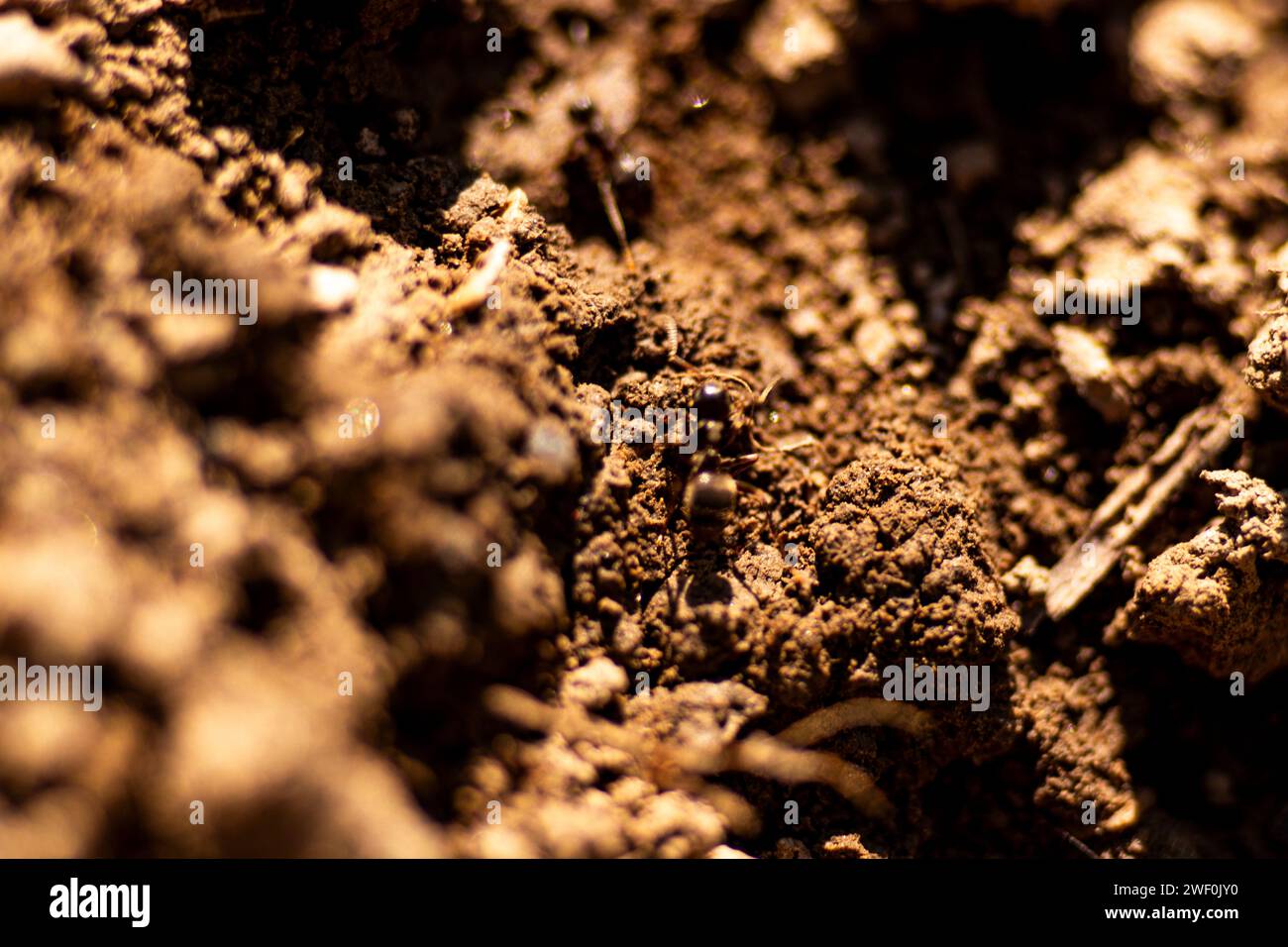 Soil insects hi-res stock photography and images - Alamy