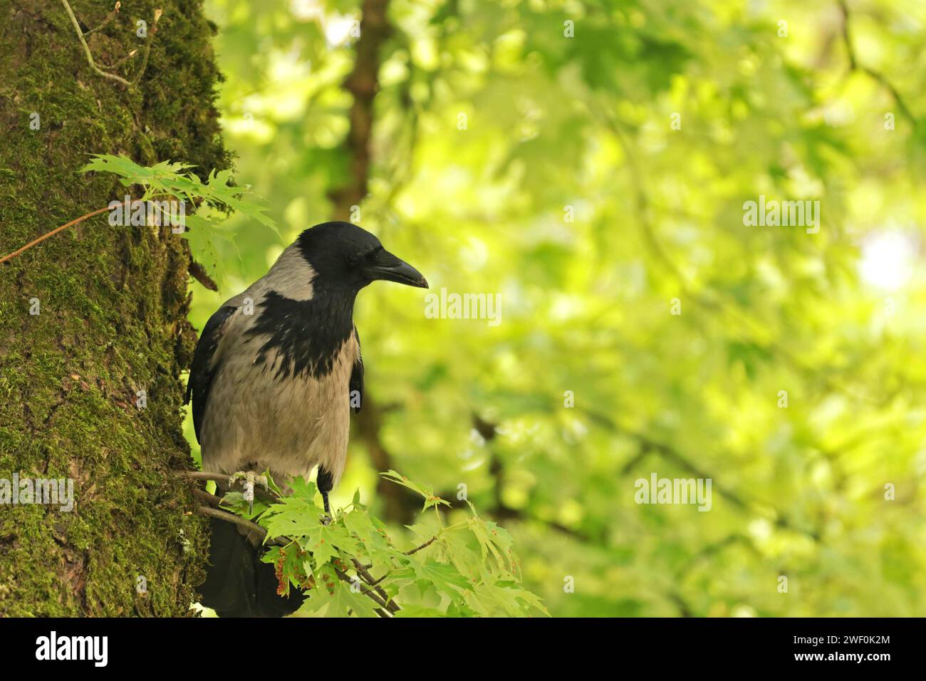 Sleeping crow hi-res stock photography and images - Alamy