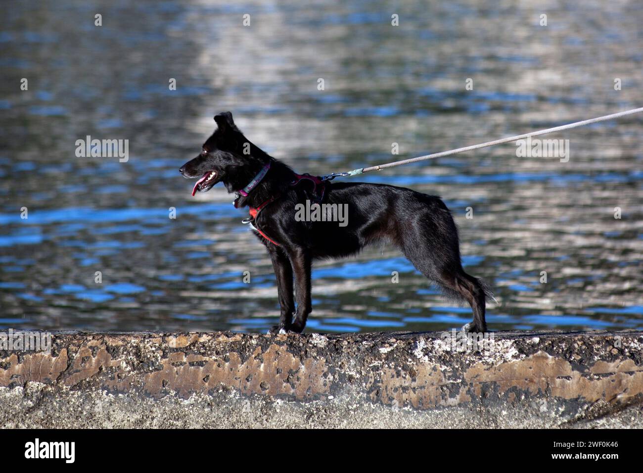 Dog in action Stock Photo - Alamy