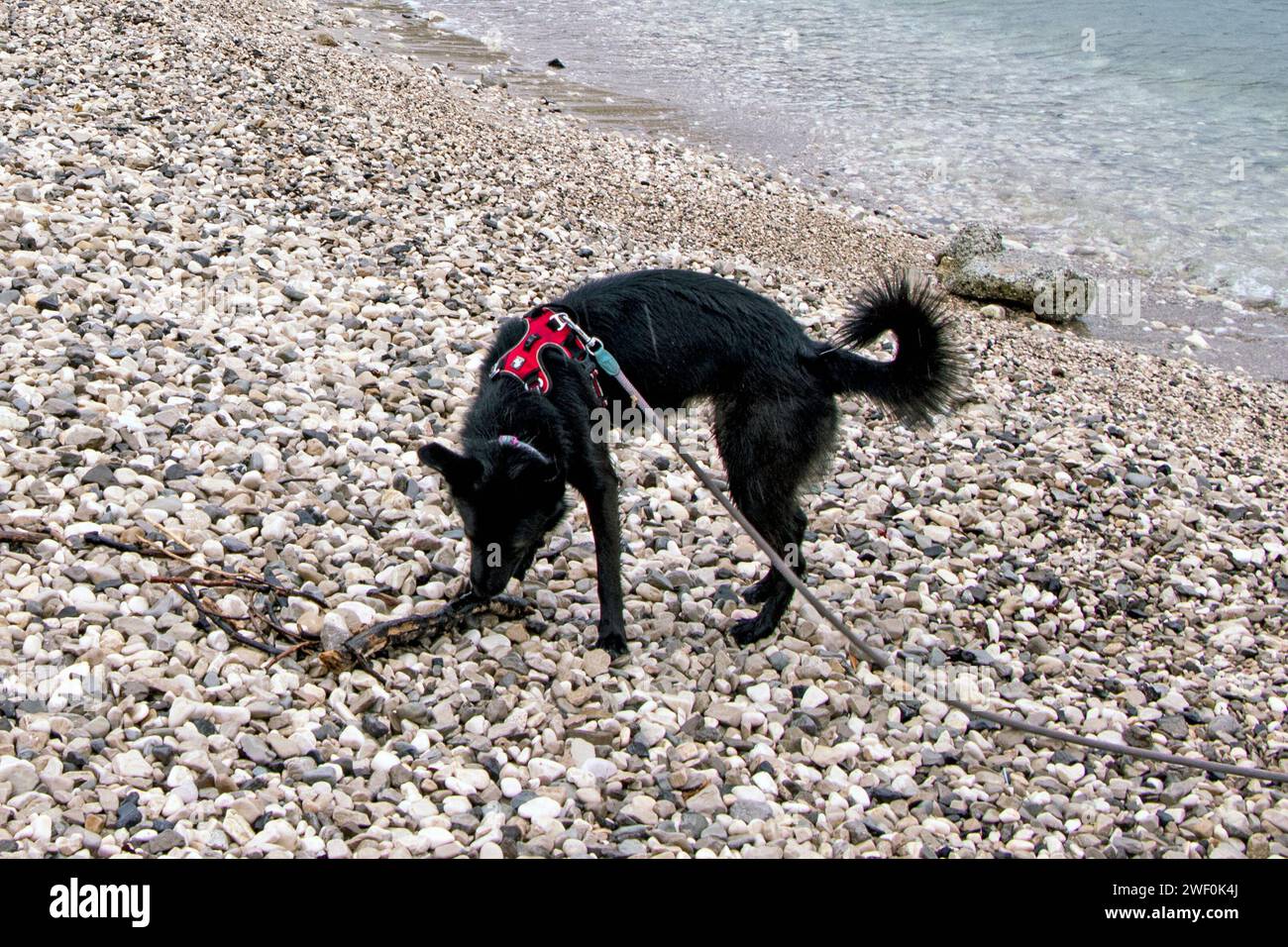 Dog in action Stock Photo - Alamy