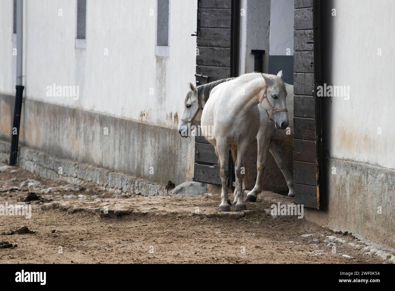White horses lipizzaner in Lipica walking outside the door Stock Photo - Alamy