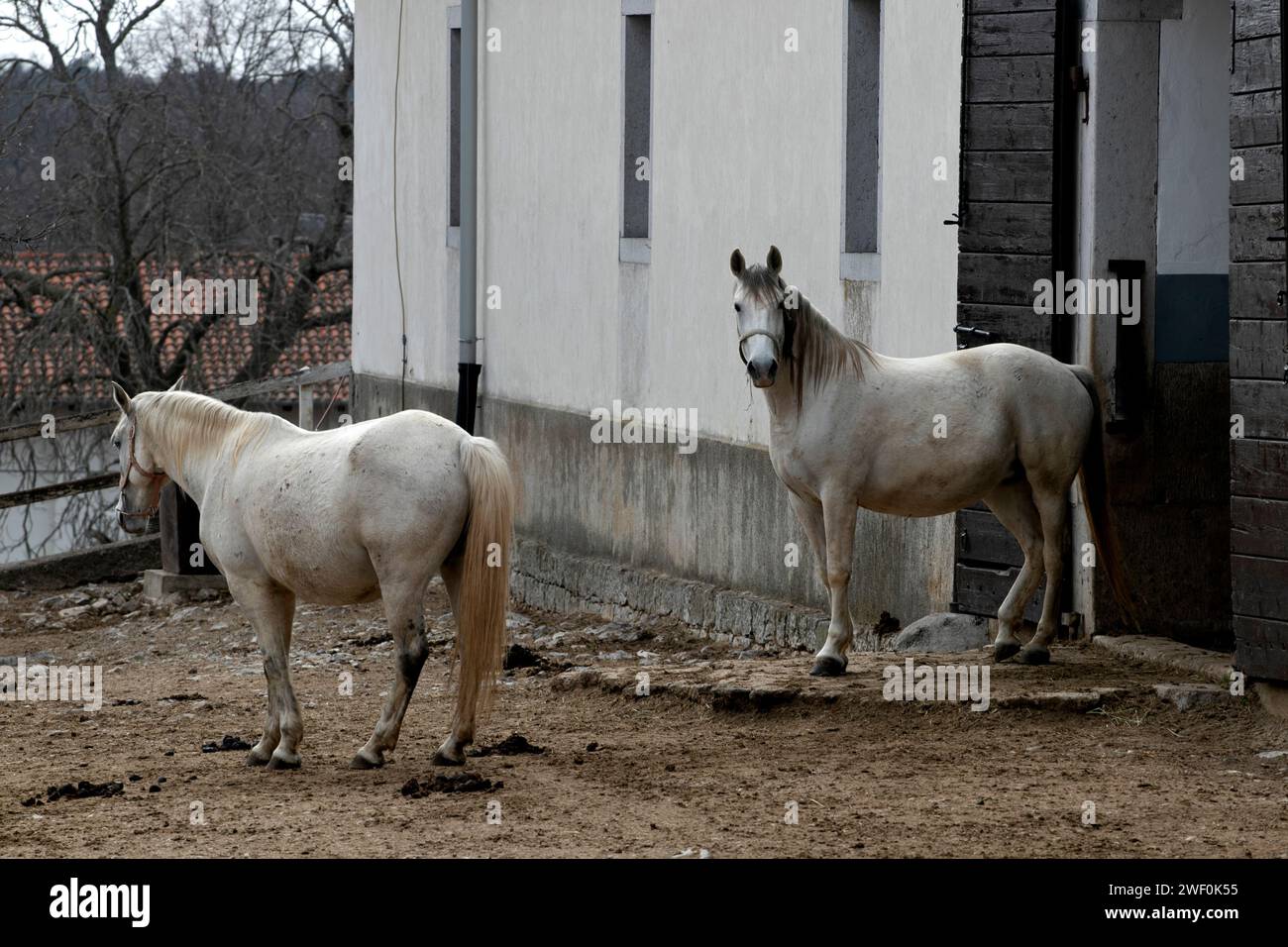 White horses lipizzaner in Lipica outside the door Stock Photo - Alamy