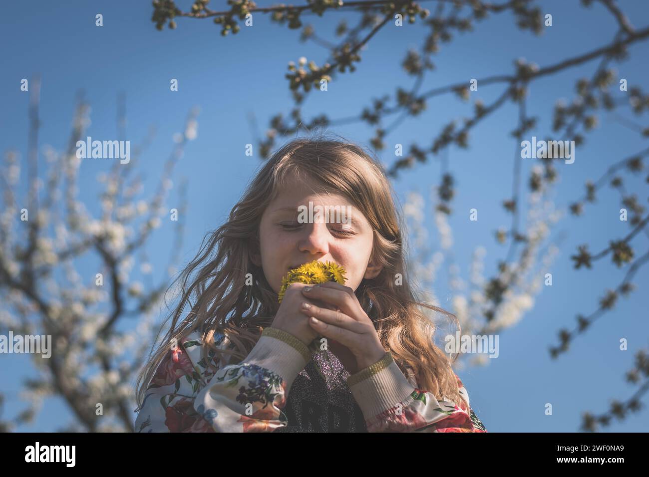 adorable girl with long blond hair smelling dandelion flowers in spring ...