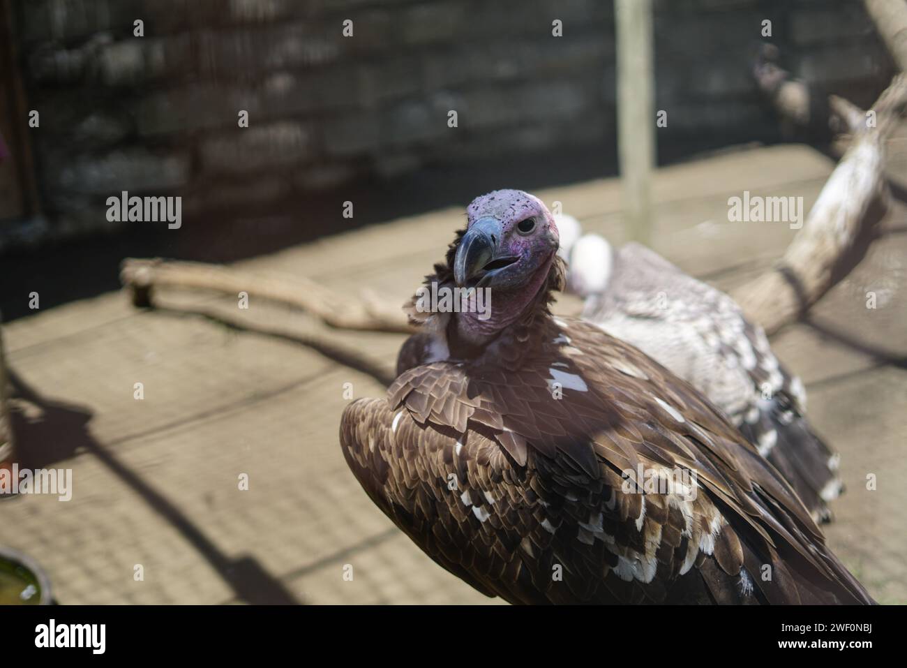 Naivasha raptor centre hi-res stock photography and images - Alamy