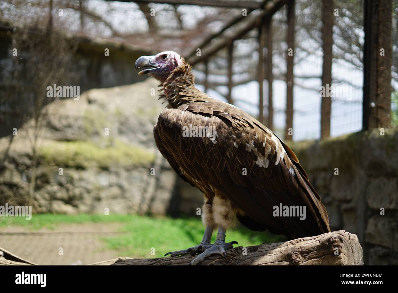 A captive Rüppell's vulture under care is pictured at The Naivasha ...