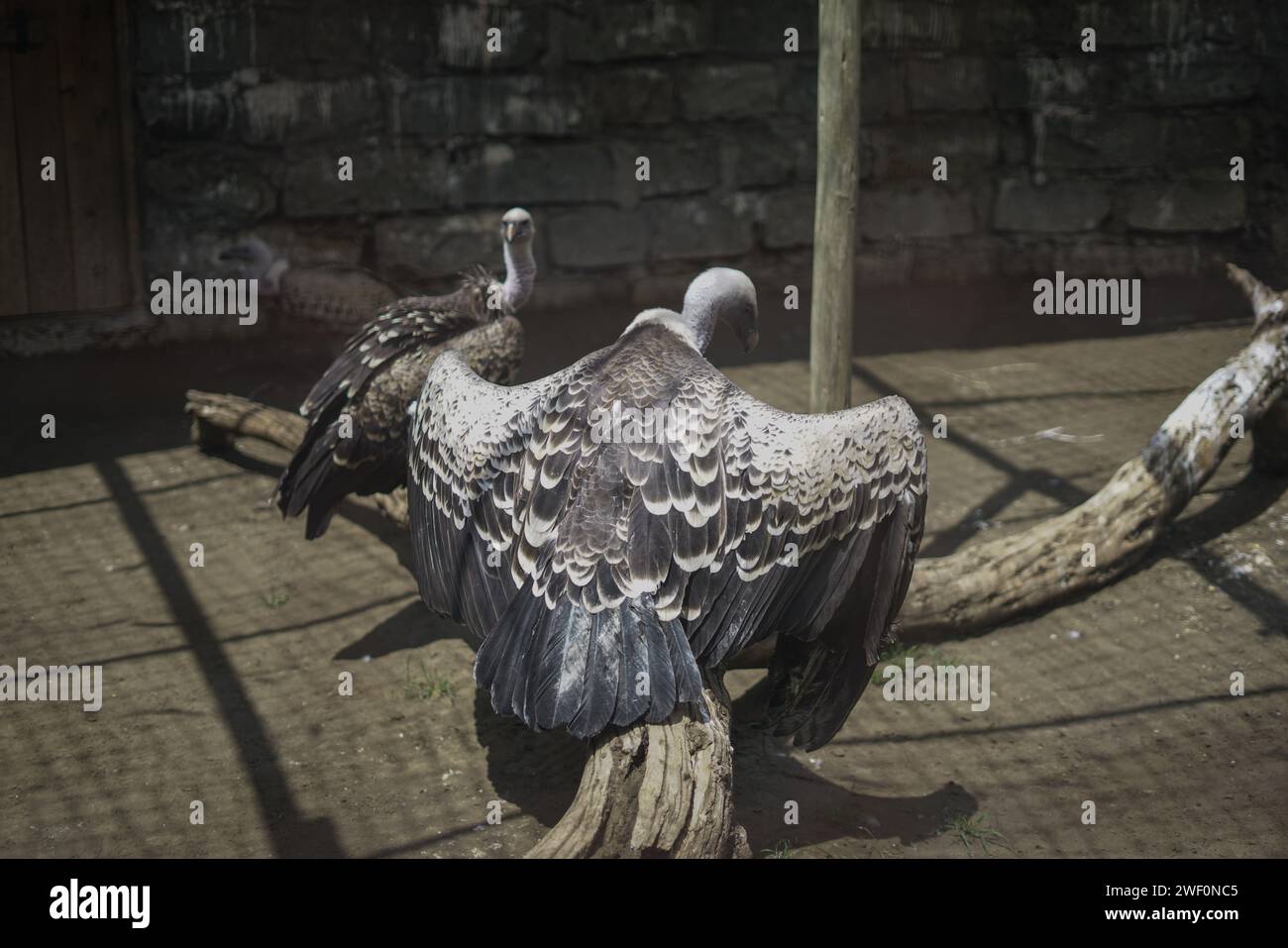 Captive Rüppell's vultures under care are pictured at The Naivasha ...