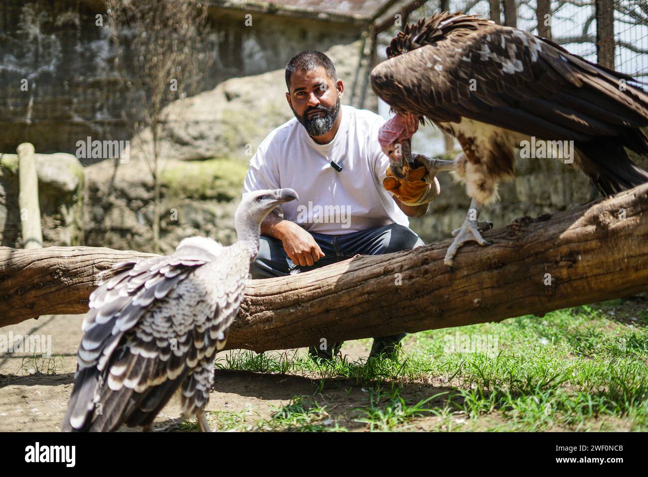 Shiv Kapila, the Director of Naivasha Raptor Centre, observes Rüppell's ...