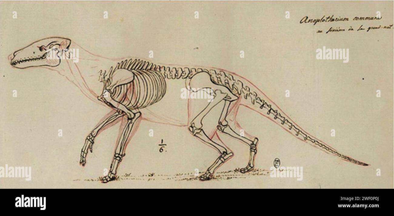 Anoplotherium hi-res stock photography and images - Alamy