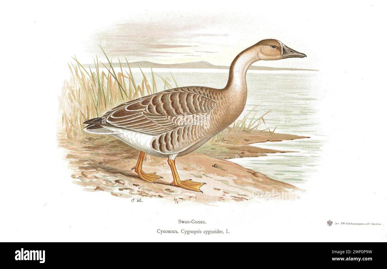 Anser cygnoides Alpheraky Stock Photo - Alamy