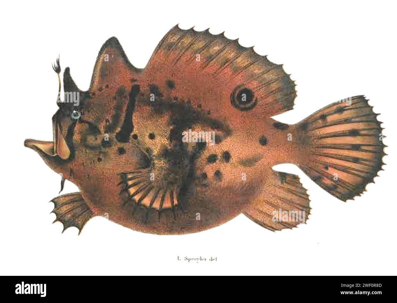 Antennarius biocellatus Cut Out Stock Images & Pictures - Alamy