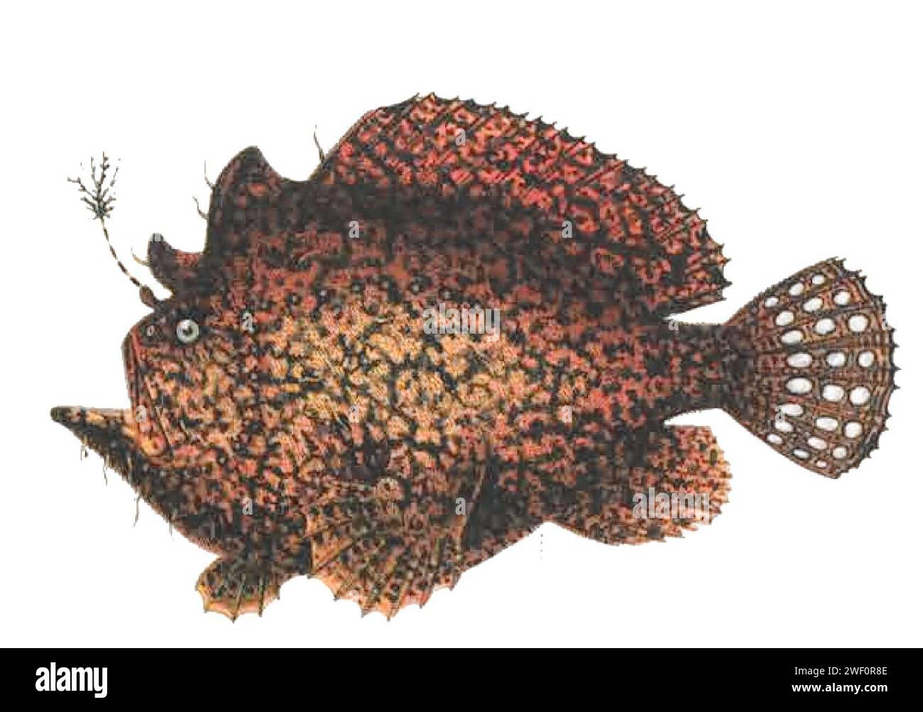 Antennarius caudimaculatus hi-res stock photography and images - Alamy