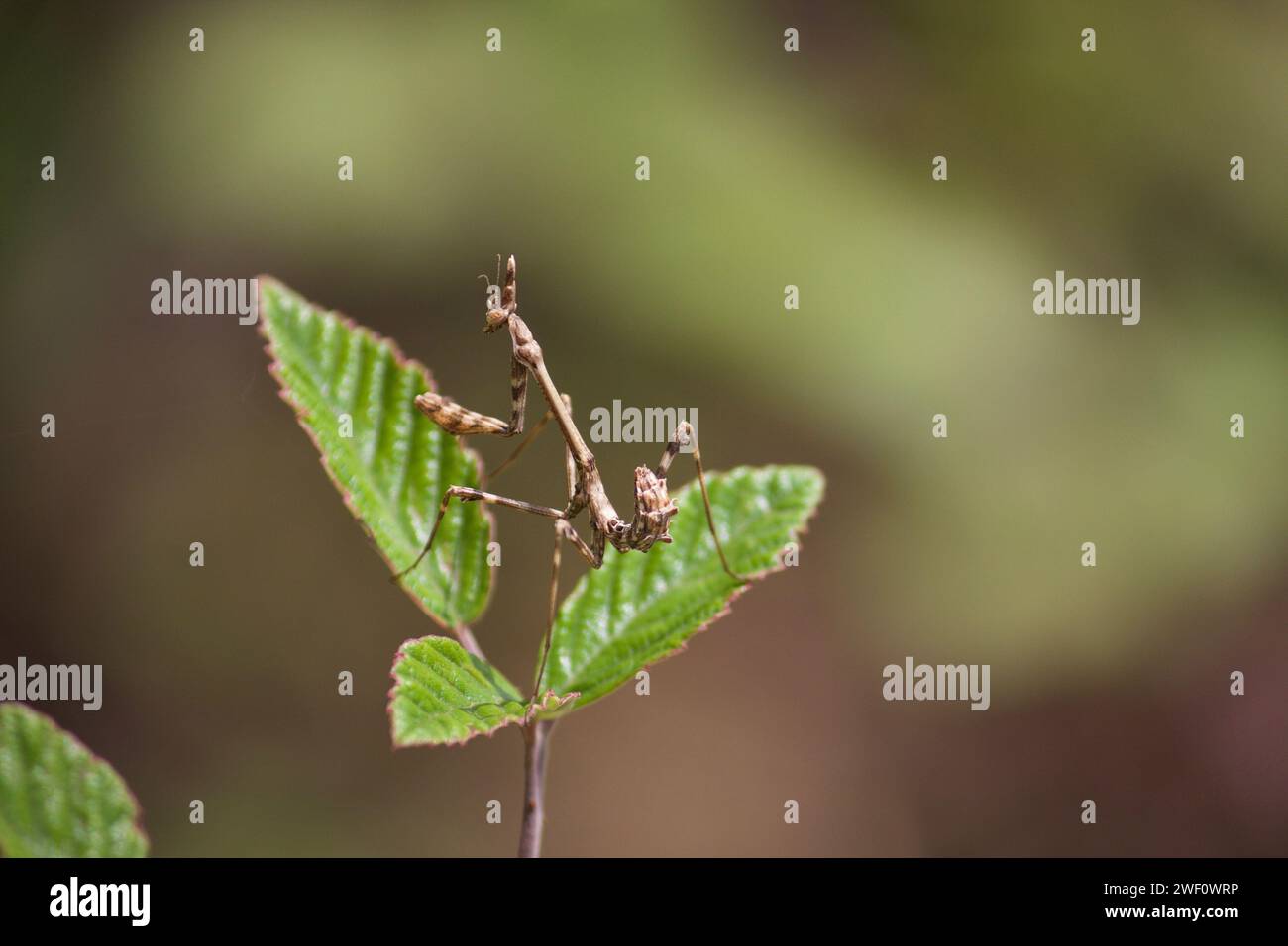 Empusa penata hi-res stock photography and images - Alamy