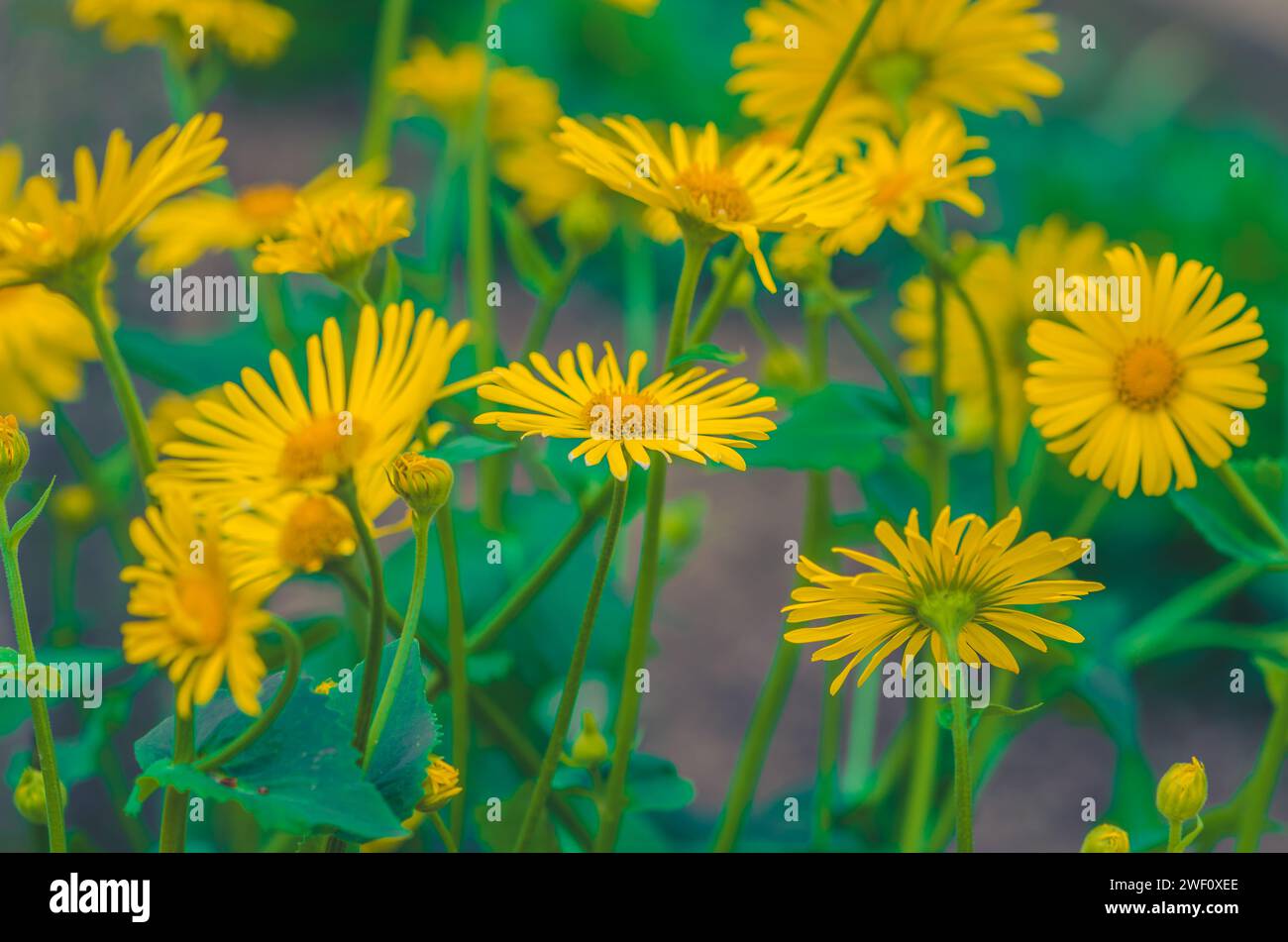 Leopards bane flower hi-res stock photography and images - Alamy