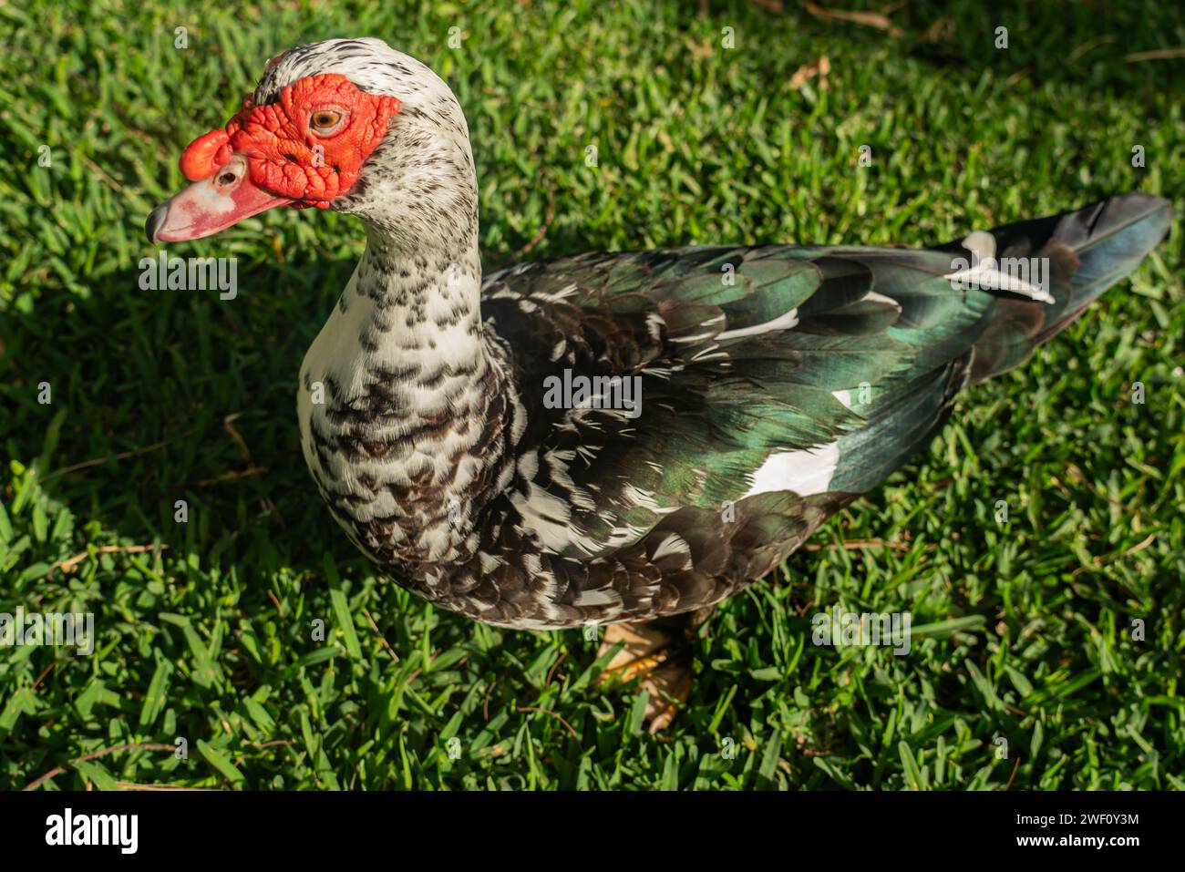 Park of Miami University in South Miami, Florida: Muscovy ducks have ...