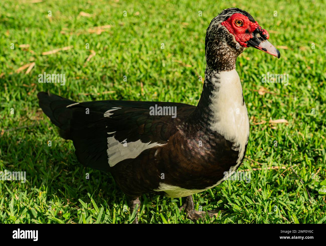 Park of Miami University in South Miami, Florida: Muscovy ducks have ...