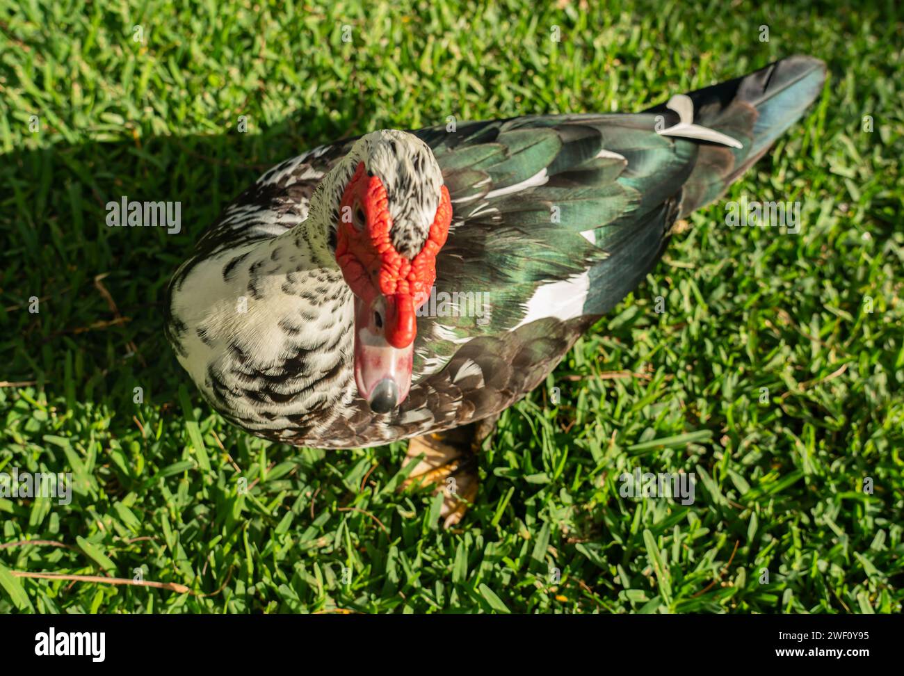 Park of Miami University in South Miami, Florida: Muscovy ducks have ...